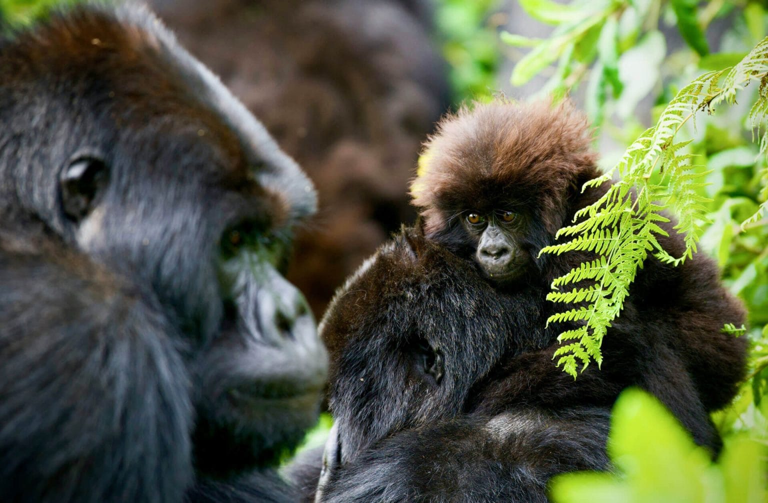Uganda as a Destination for Gorilla Trekking; Trek Gorillas