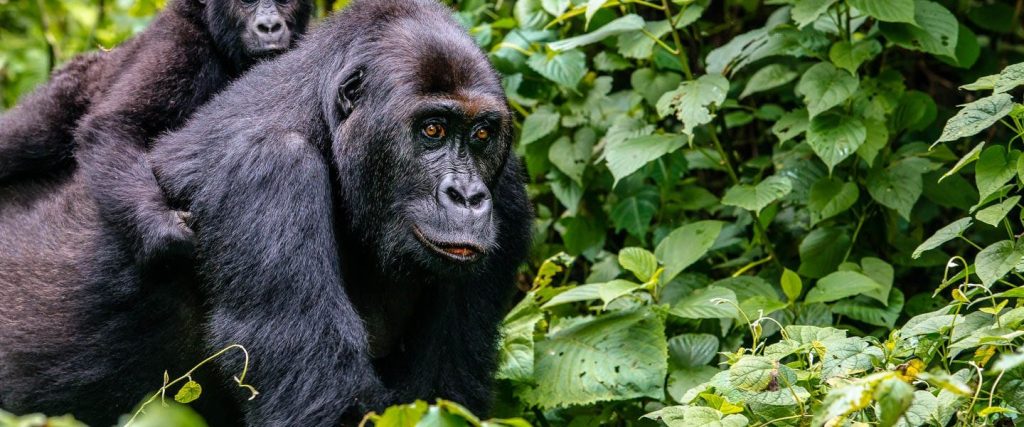 Gorilla Trekking from Kigali | Unforgettable Wildlife Adventures.